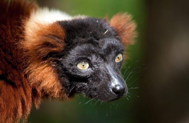 Rotes vari stockbild. Bild von tiere, nave, wildnis, tier - 14463567