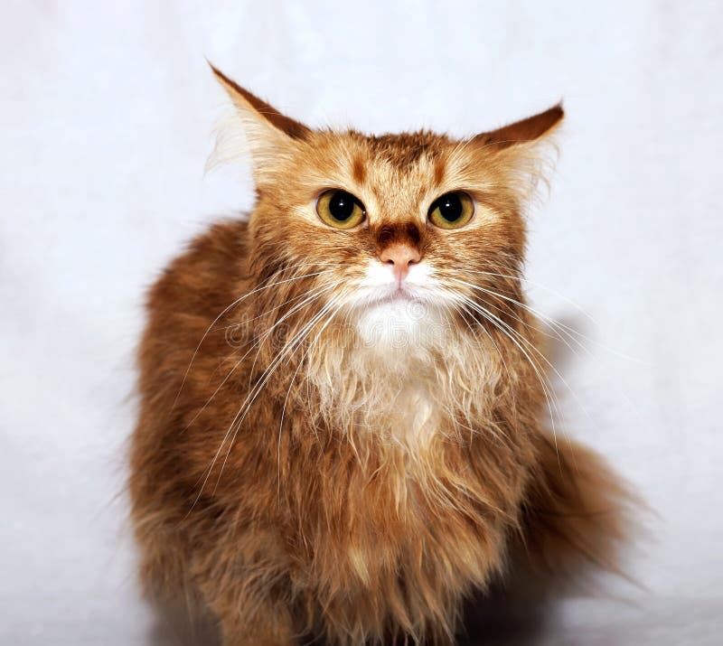 Rote Katze Auf Einem Hellen Hintergrund Stockfoto - Bild von katze ...