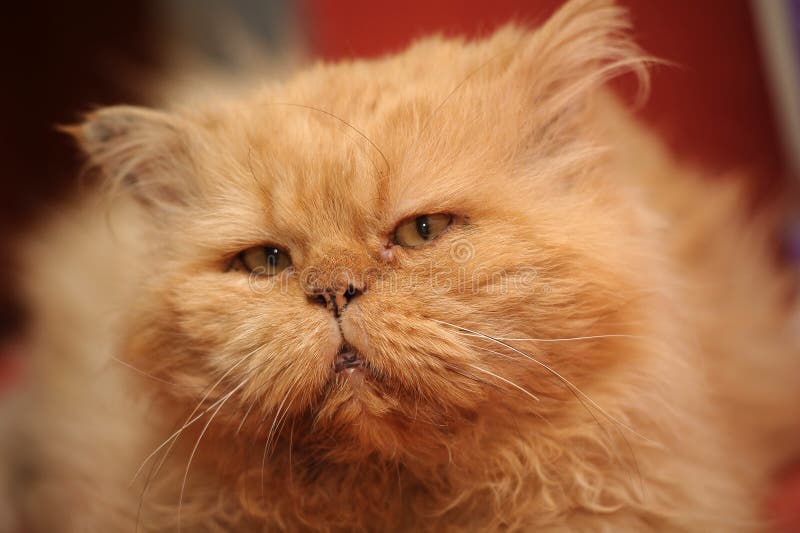 Rothaarige persische Katze stockfoto. Bild von reinrassiger - 25995990