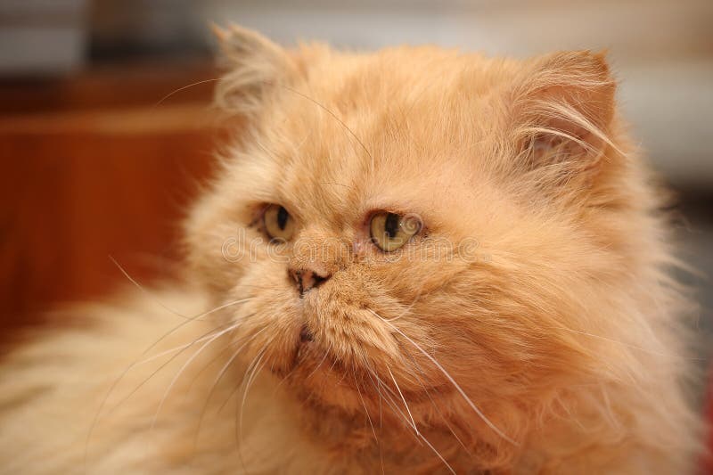 Rothaarige persische Katze stockfoto. Bild von reinrassiger - 25995990
