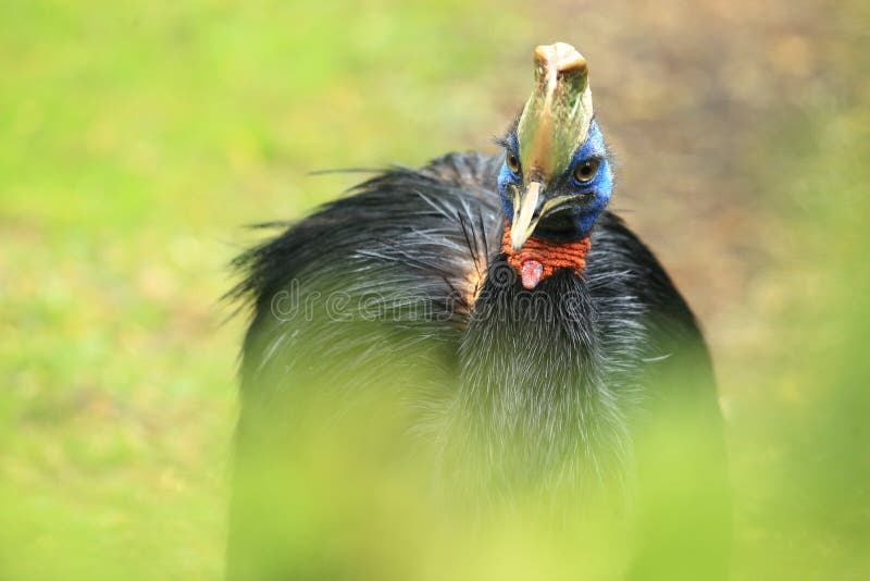 Rothalsiger Kasuar stockfoto. Bild von vogel, tier, sitzung - 53535122
