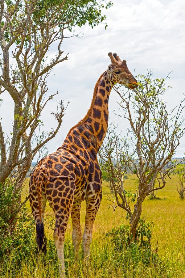 Rothchild S Giraffe Eating from a Tree Stock Image - Image of uganda ...