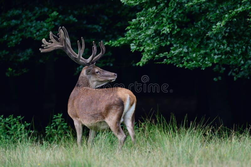 Red Deer Male Stands on Forest Meadow and Looks Attentively Stock Photo ...