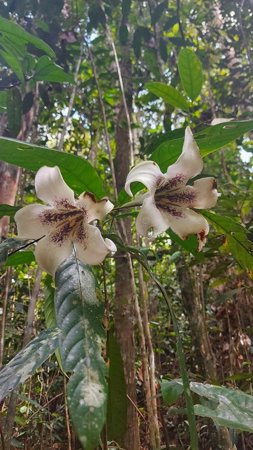 Rothmannia Macrophylla Flower Blooming in the Jungle Stock Photo ...
