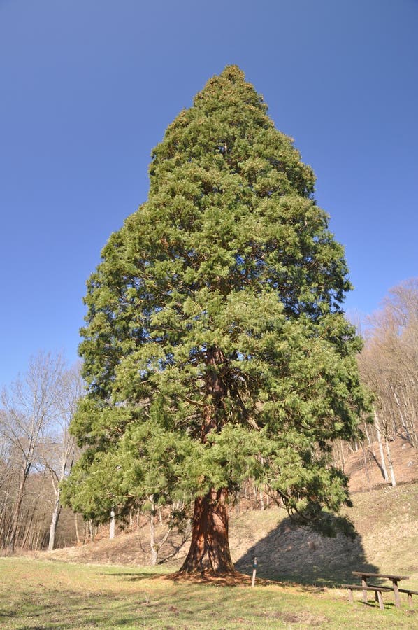 Rotholz stockbild. Bild von mittag, himmel, hoch, einsam - 14075083