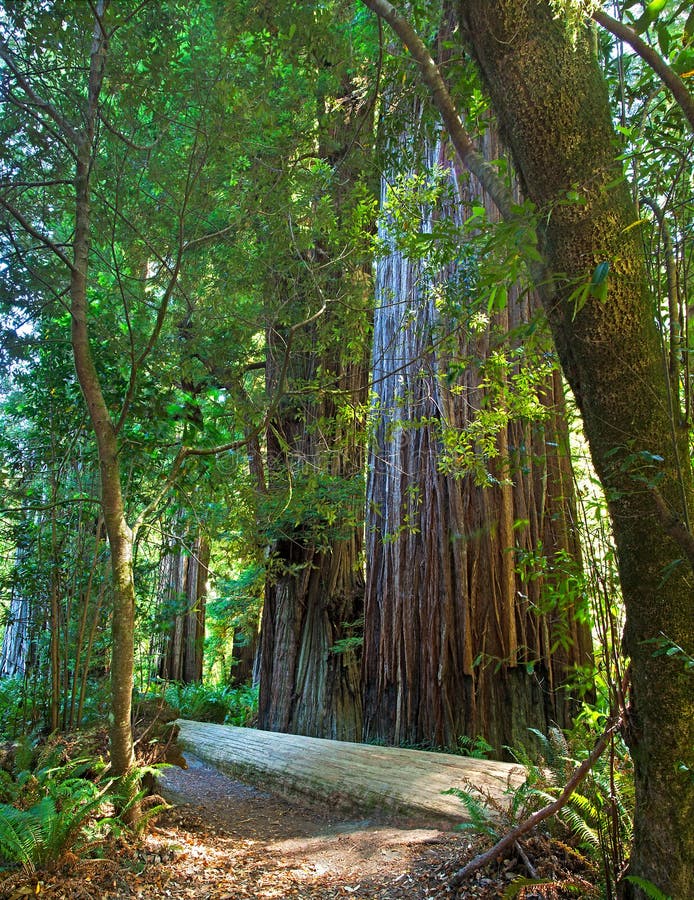 Rotholzbaum Im Mammutbaum-Nationalpark Stockfoto - Bild von park ...