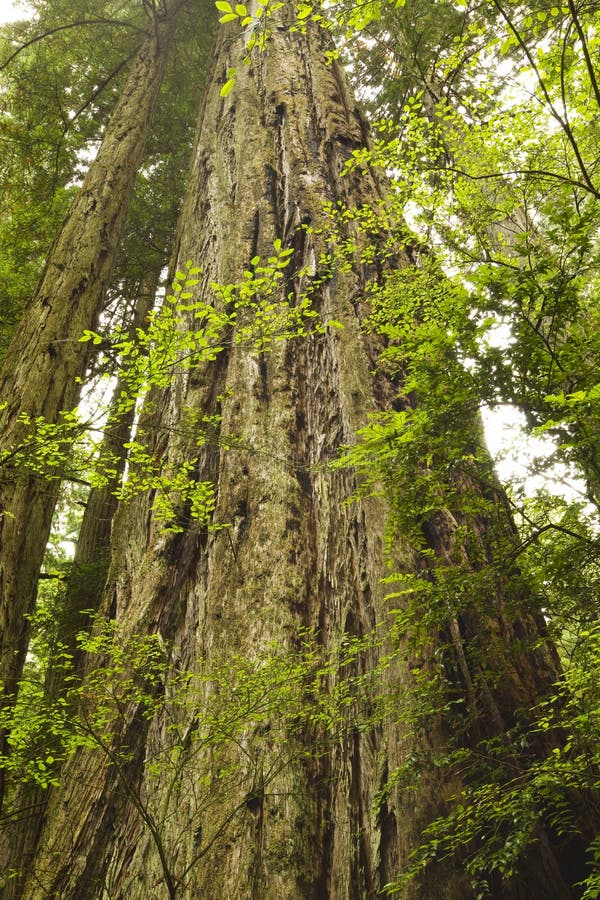 Rotholz-Baum-Tunnel stockbild. Bild von laufwerk, umgebung - 22030387