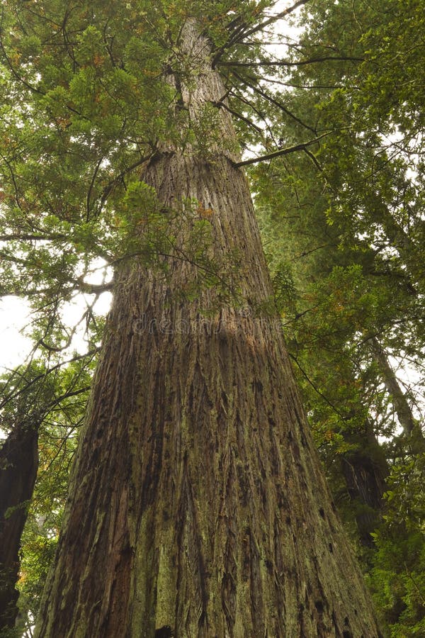 Rotholz-Baum-Tunnel stockbild. Bild von laufwerk, umgebung - 22030387