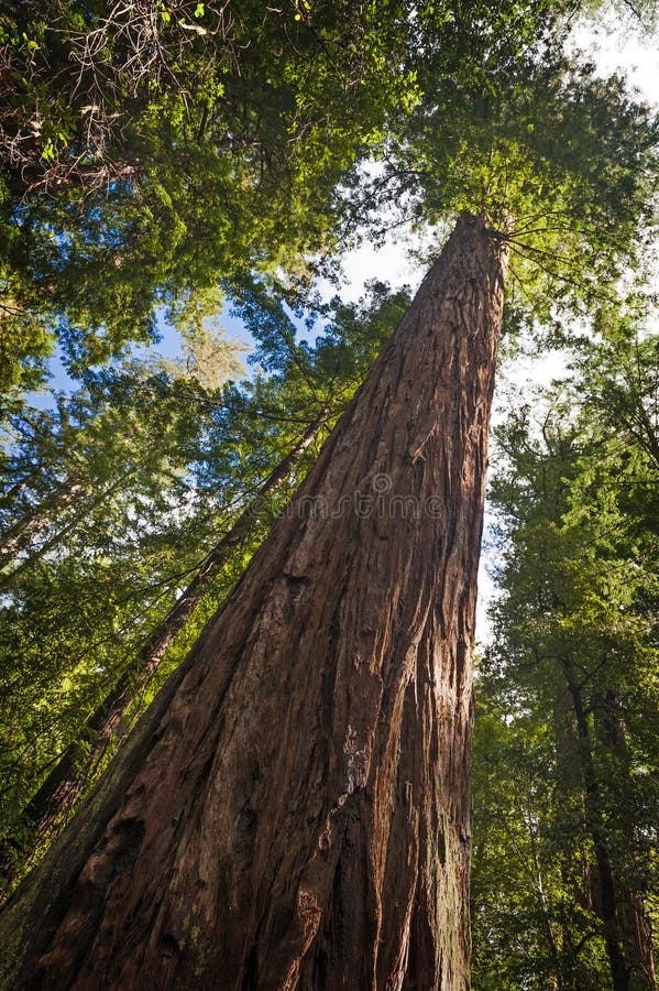 Rotholz-Baum stockfoto. Bild von rotholz, niemand, zweige - 10546120