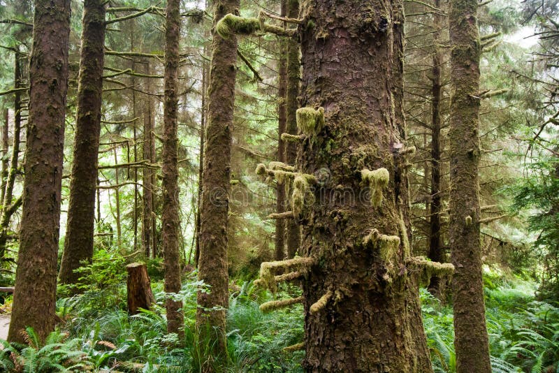 Rotholz-Baum-Wald stockfoto. Bild von moosig, kampieren - 29082332