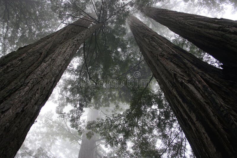 Rotholz trees-1 stockfoto. Bild von herrlichkeit, wanderung - 25872326