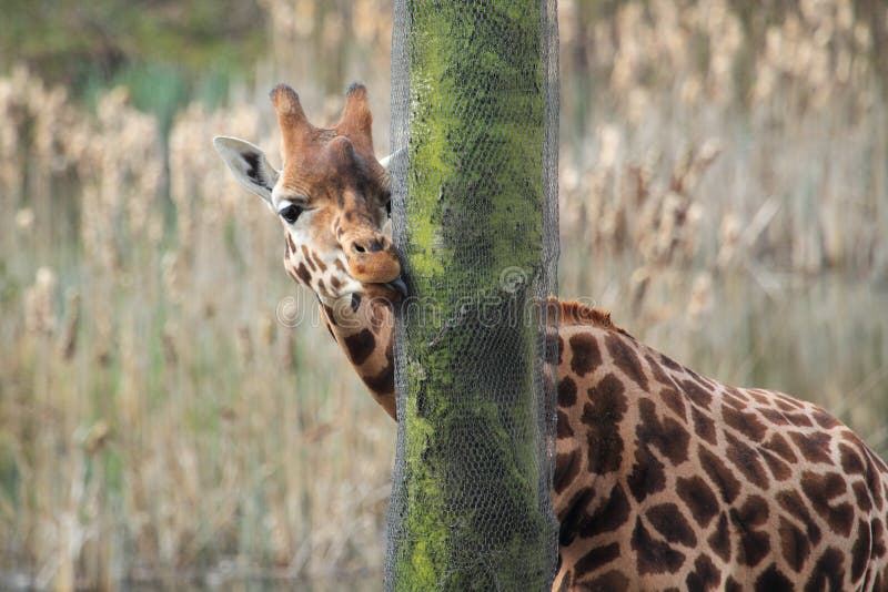 Rothschild giraffe stock photo. Image of nature, africa - 63953236