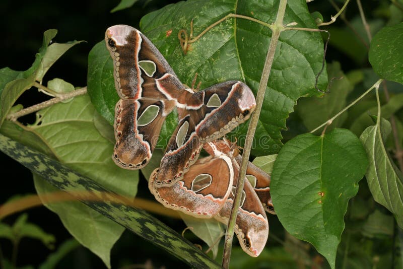 Rothschildia stock image. Image of moth, tropical, venezuela - 1464419