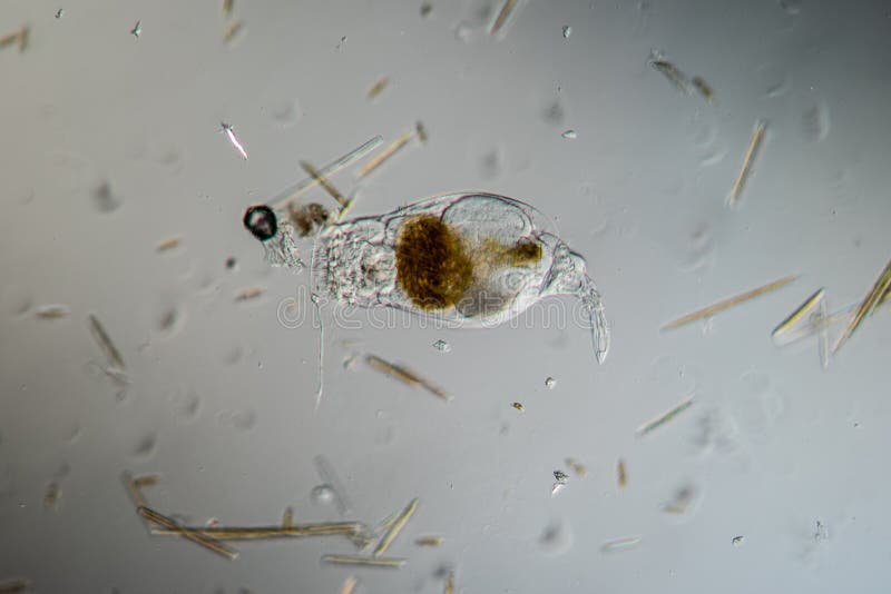 Rotifer foraging stock photo. Image of magnification - 217793174