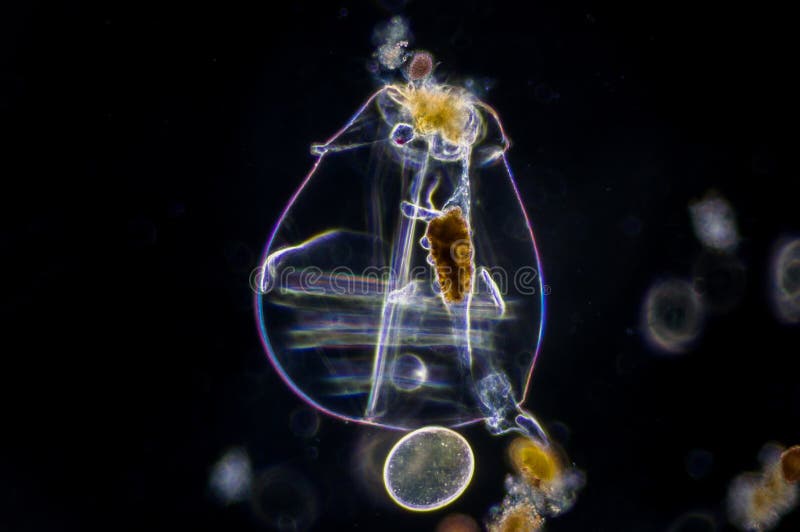 The rotifer stock photo. Image of animal, cell, macro - 81530956