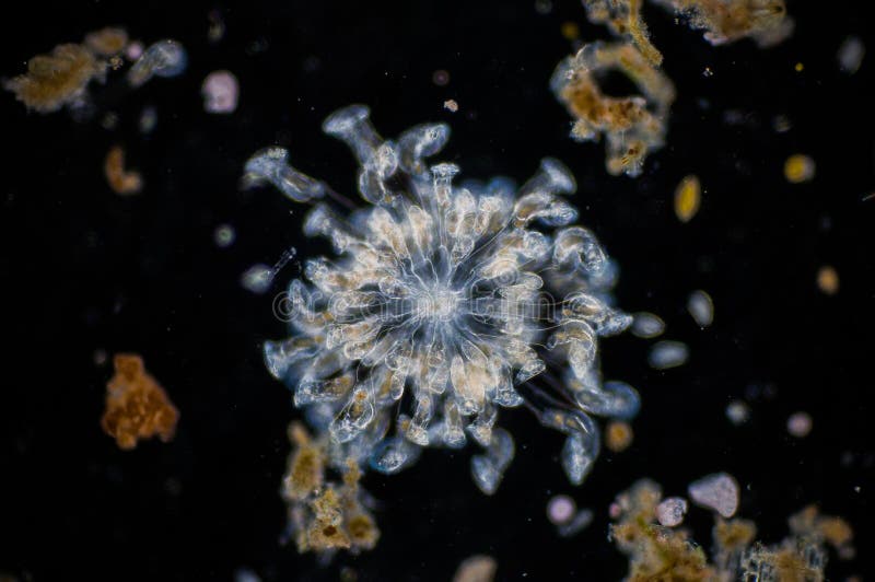 The rotifer stock photo. Image of aquaculture, high, macro - 81531986