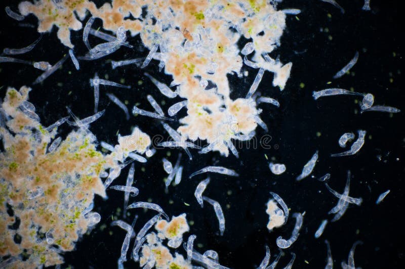 The rotifer stock photo. Image of nature, fish, organism - 81532242