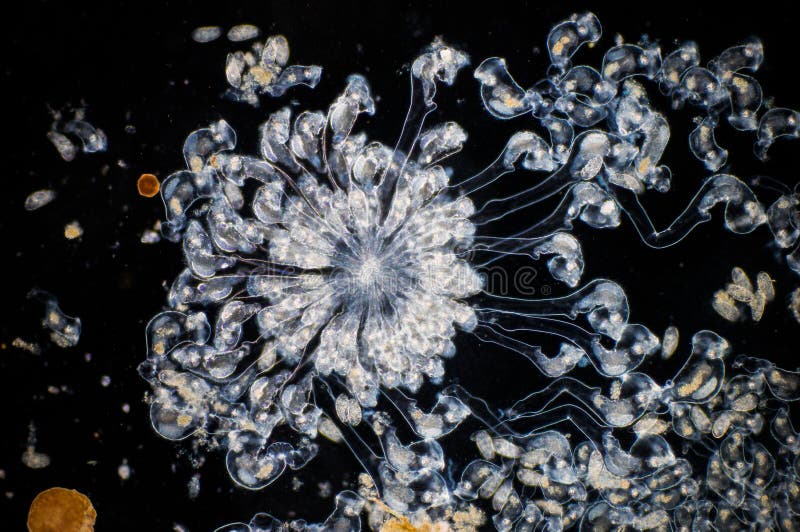 The Rotifer Rotifera, Commonly Called Wheel Animals Under the ...