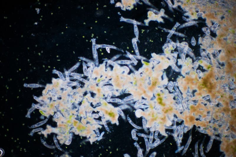 The rotifer stock photo. Image of macro, closeup, cell - 81549232