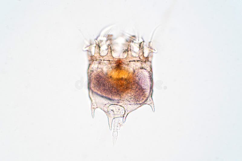 The Rotifer Rotifera, Commonly Called Wheel Animals Under the ...