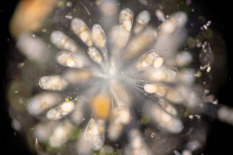 Rotifer Under the Microscope . Stock Photo - Image of magnification ...