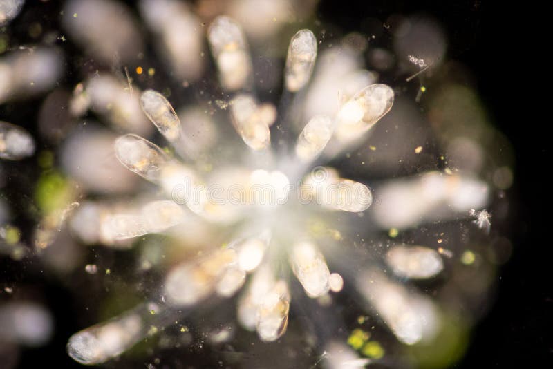 Rotifer Under the Microscope . Stock Image - Image of fish, laboratory ...
