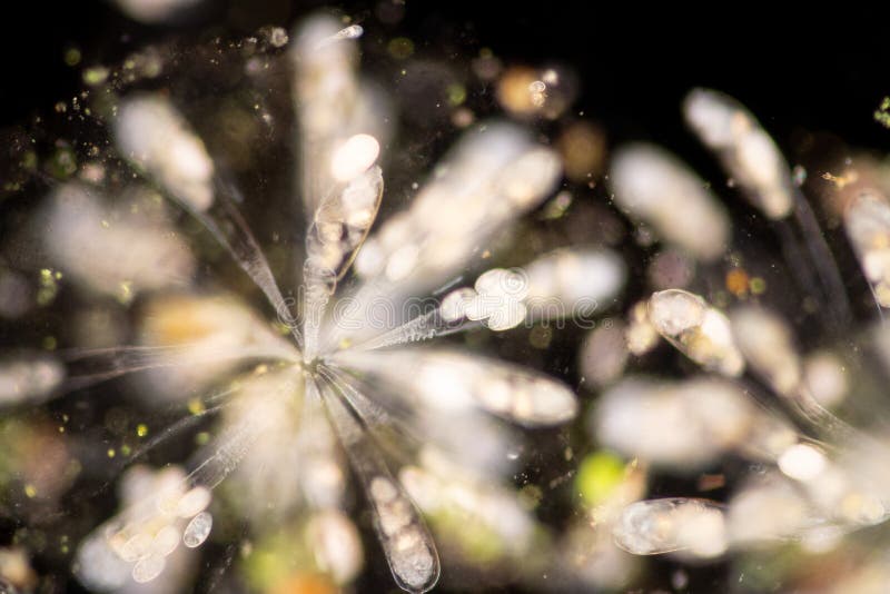 Rotifer Under the Microscope . Stock Image - Image of light, life ...