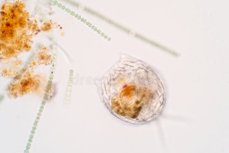 The Rotifer Rotifera, Commonly Called Wheel Animals Under the ...