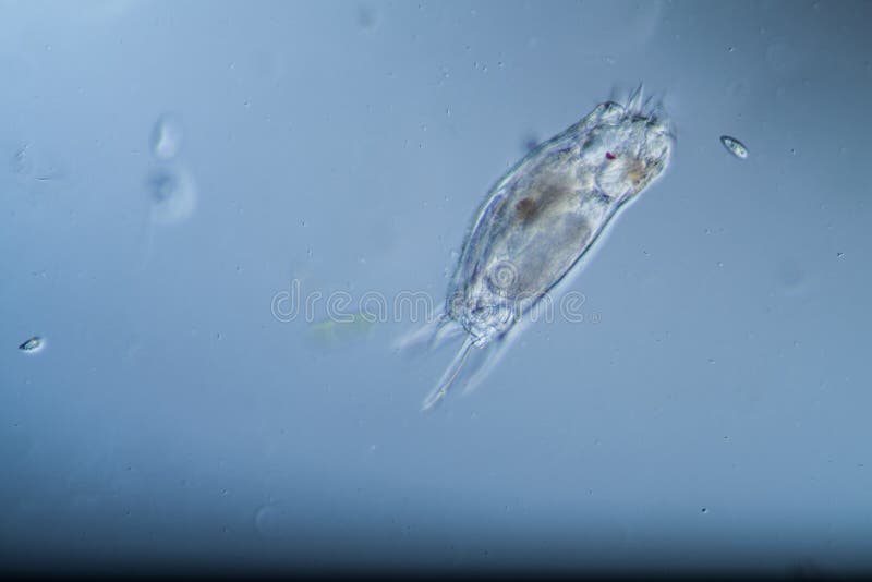 Rotifer Under A Microscope