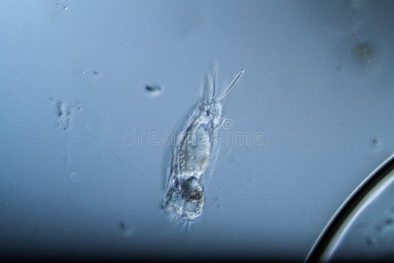Rotifers As Microscopic Plankton Stock Photo - Image of founder, vortex ...