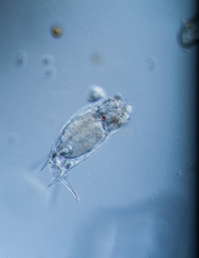 Rotifers As Microscopic Plankton Stock Photo - Image of founder, vortex ...