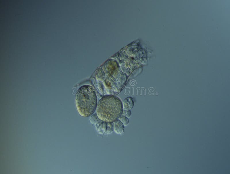 Rotifers swim in the water stock image. Image of translucent - 194441209