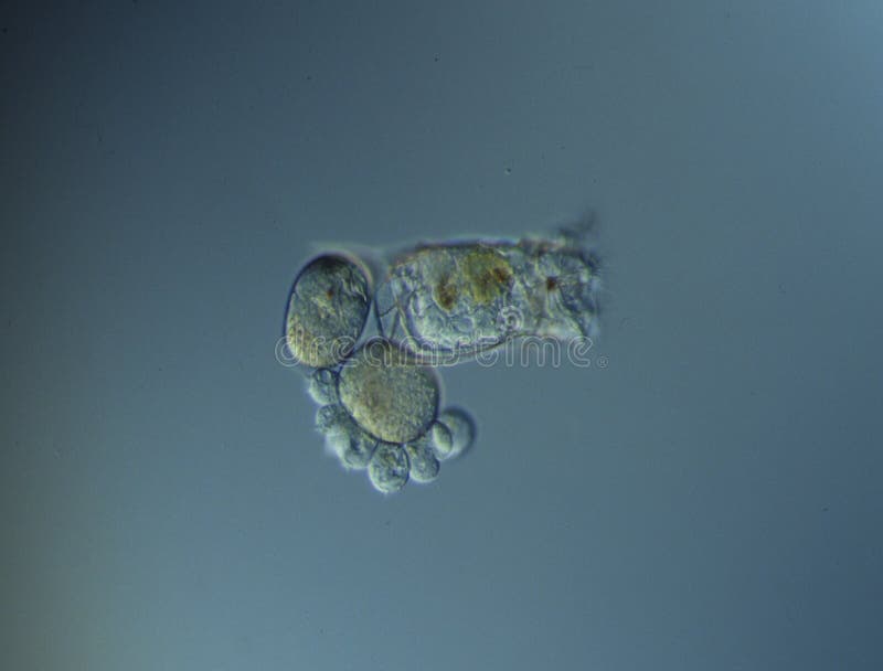 Rotifers swim in the water stock photo. Image of microscopy - 194441182