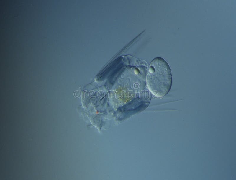 Rotifers swim in the water stock image. Image of translucent - 194441209