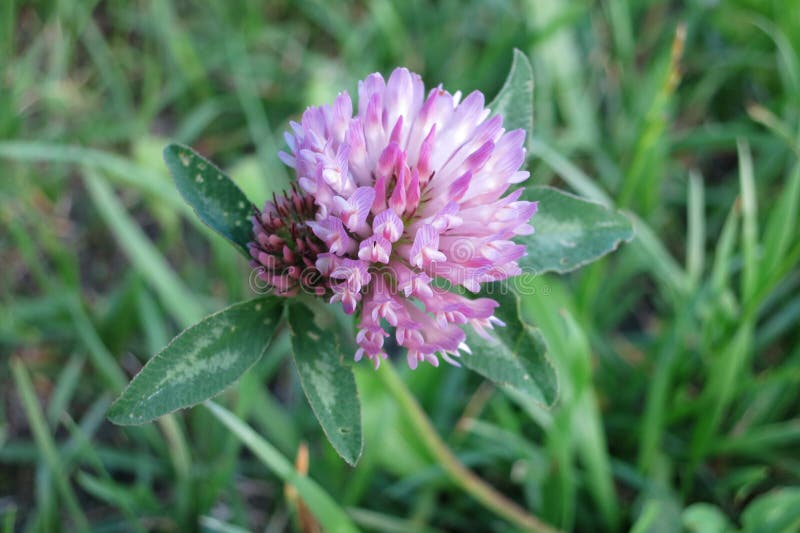 Roter Klee - Klee Pratense stockbild. Bild von hintergrund - 12181563
