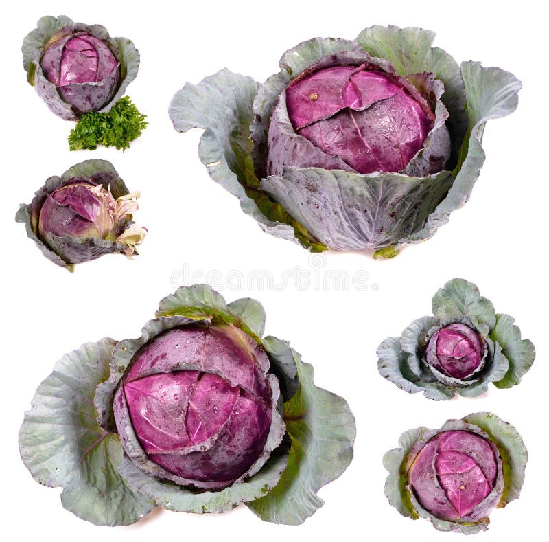 Rotkohl Stock Illustrationen, Vektoren, & Kliparts - 205 Stock ...