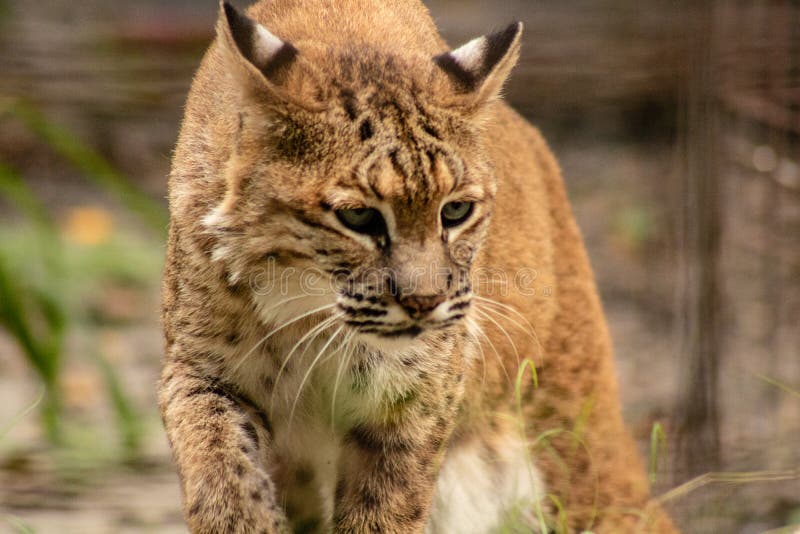 Erwachsener Rotluchs stockfoto. Bild von warnung, eingebürgert - 49599234