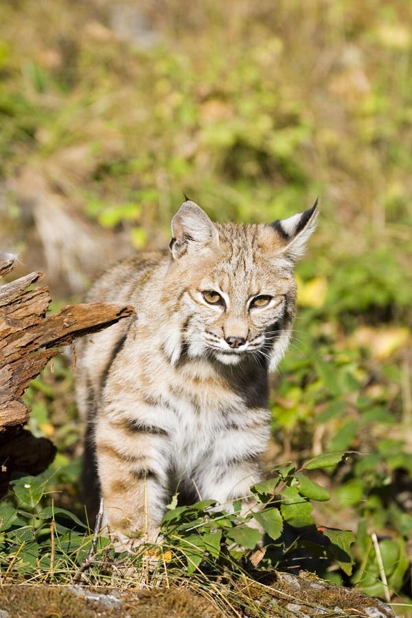 Rotluchs stockbild. Bild von frech, mantel, whiskers, katze - 1442199