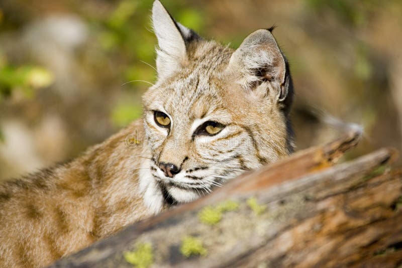 Rotluchs stockbild. Bild von katzenartig, mantel, wald - 1478081