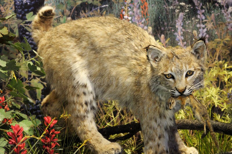 Rotluchs stockfoto. Bild von nett, verriegelung, schauen - 17344652