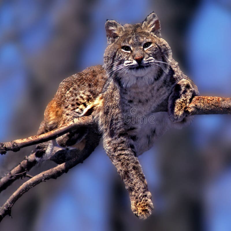 Rotluchs stockbild. Bild von rotluchs, beschmutzt, heck - 23207311