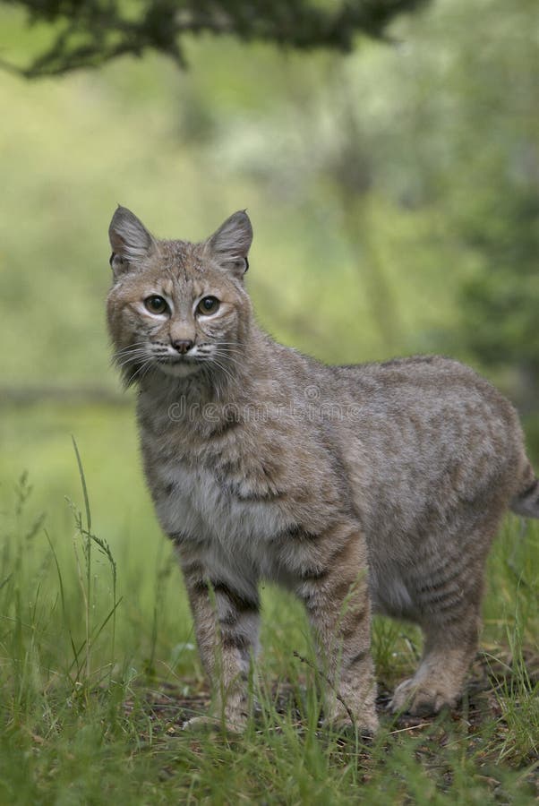 Junger Rotluchs stockfoto. Bild von wild, fauna, raub - 10506282