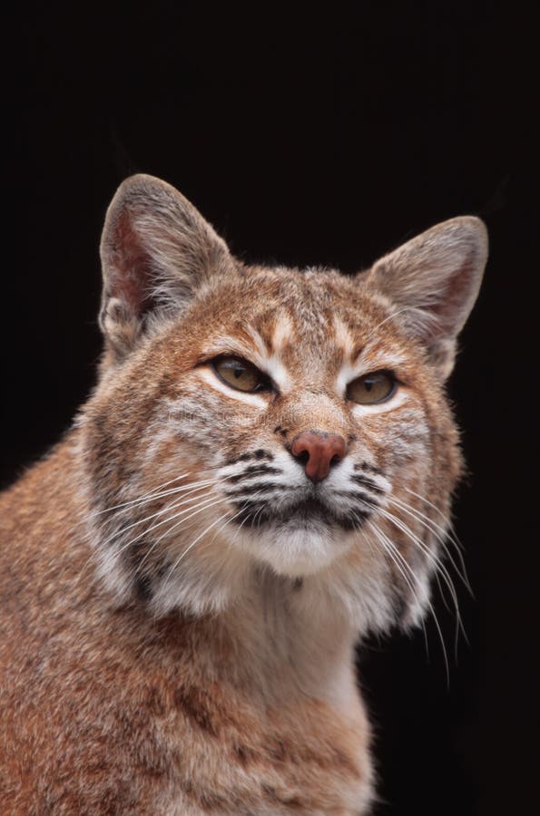 Rotluchs (Luchs Rufus) Schließen Oben Stockfoto - Bild von zweig, baum ...