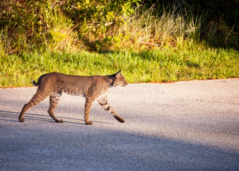 Rotluchs stockbild. Bild von braun, gehen, gefahr, raub - 58519535