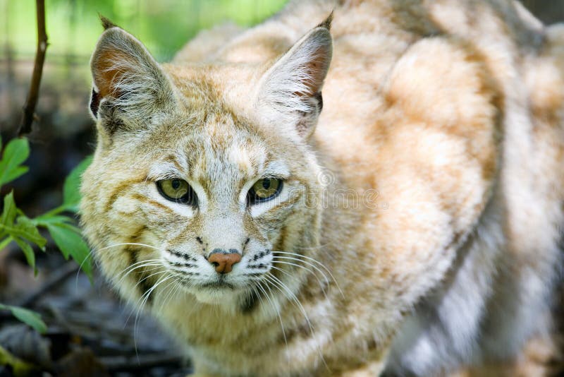 Rotluchs stockbild. Bild von kopf, rotluchs, katze, gelb - 6310497