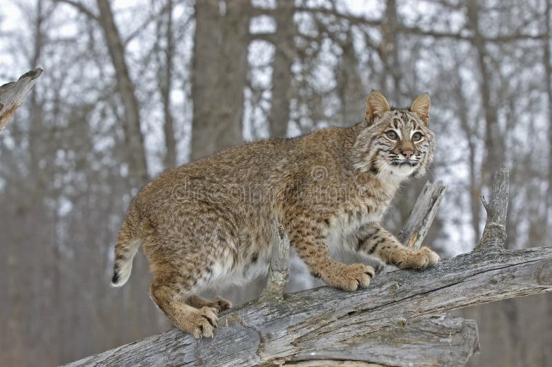 Laufender Rotluchs stockfoto. Bild von wildnis, katze - 30920330