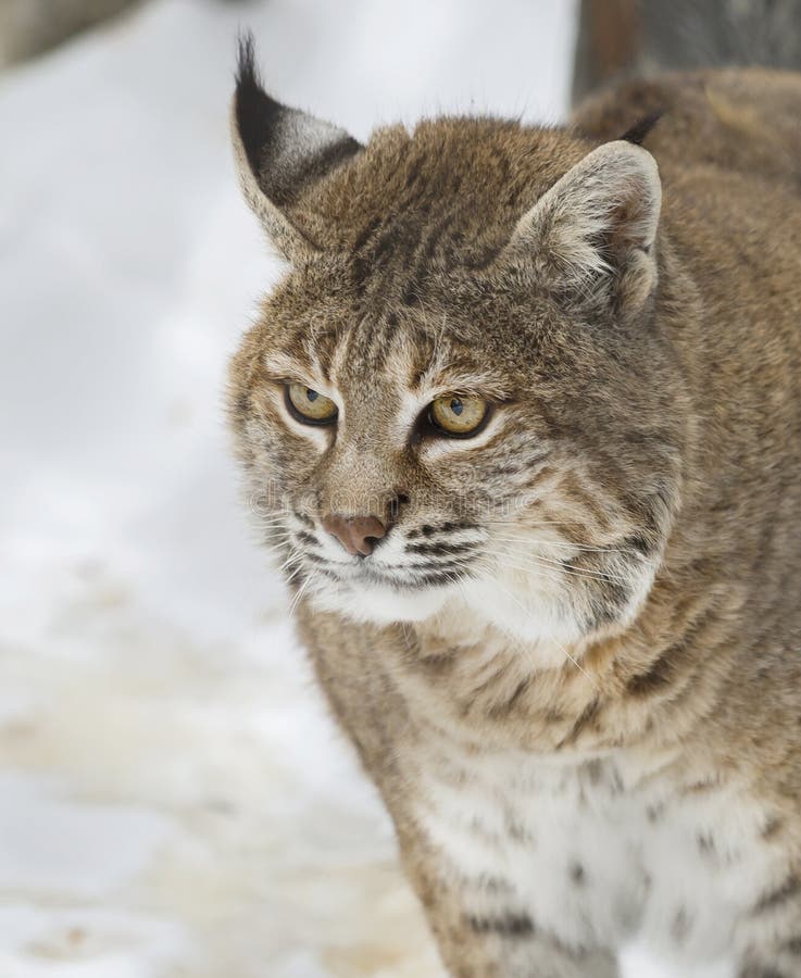 Roter Luchs oder Rotluchs stockbild. Bild von winter - 50602713