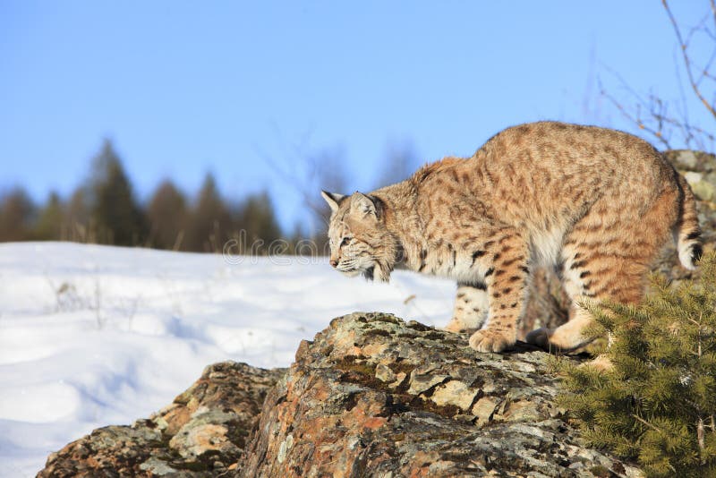Rotluchs Auf Felsiger Leiste Stockfoto - Bild von katze, greifer: 38623320