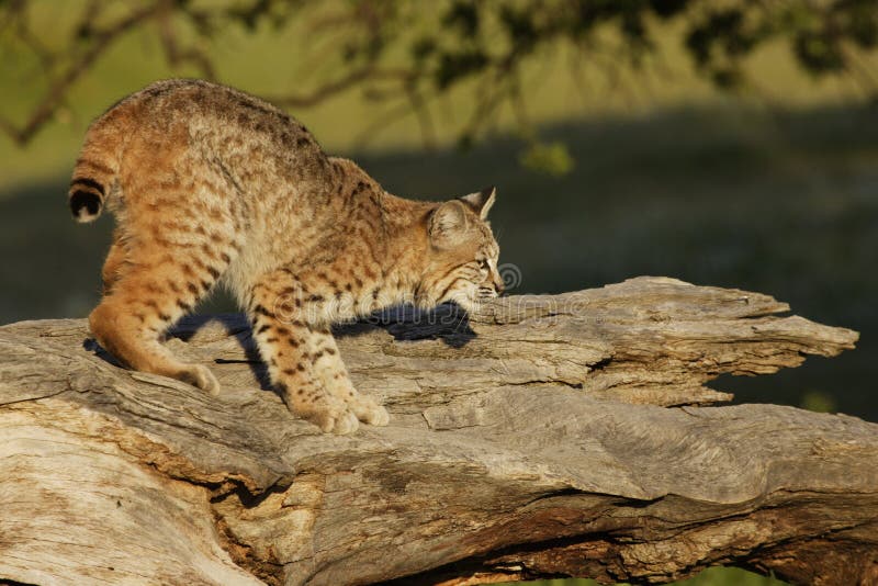 Rotluchs (Luchs Rufus) Pirscht Sich Vom Baum an Stockfoto - Bild von ...