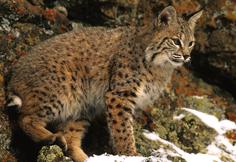 Rotluchs in den Felsen stockfoto. Bild von raub, katzenartig - 17426854